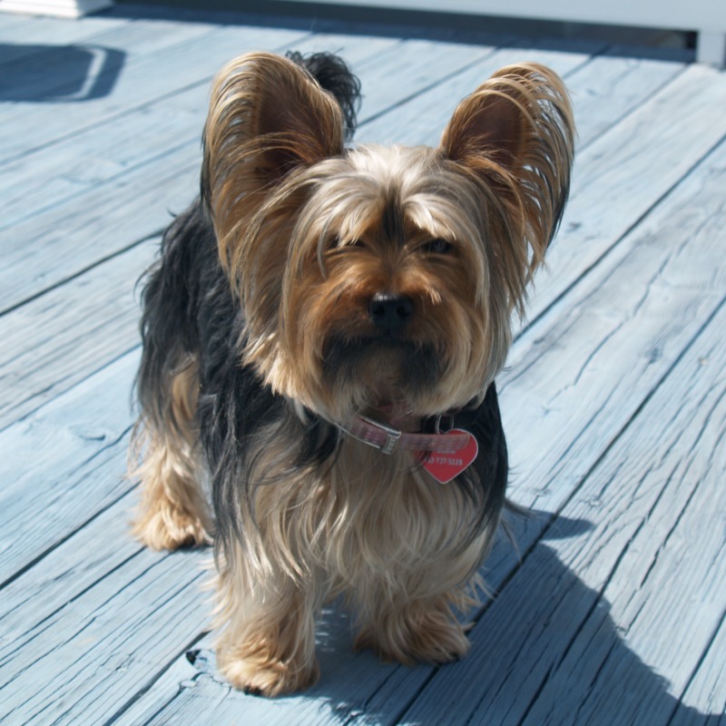 Canine Behavior Scientist, Dog Trainer - BrindleDog Behavior Services