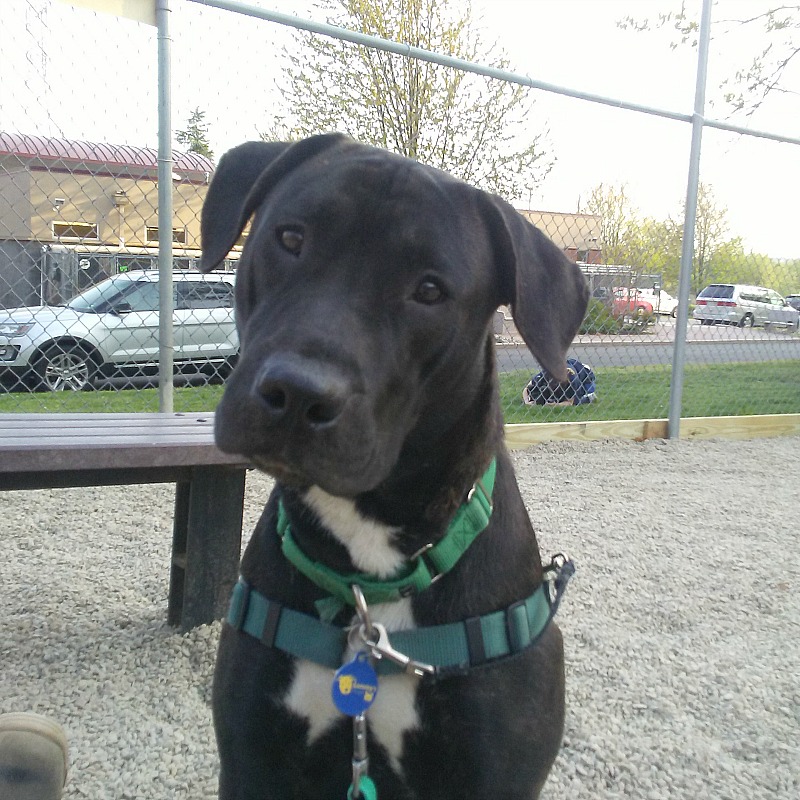 Canine Behavior Scientist, Dog Trainer - BrindleDog Behavior Services