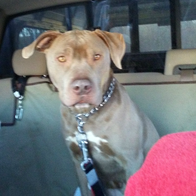 Canine Behavior Scientist, Dog Trainer - BrindleDog Behavior Services