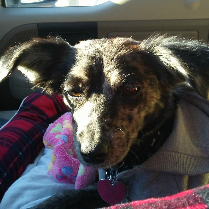 Canine Behavior Scientist, Dog Trainer - BrindleDog Behavior Services