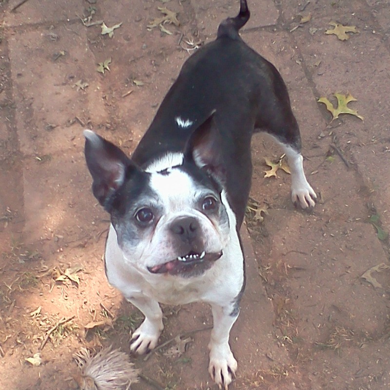Canine Behavior Scientist, Dog Trainer - BrindleDog Behavior Services